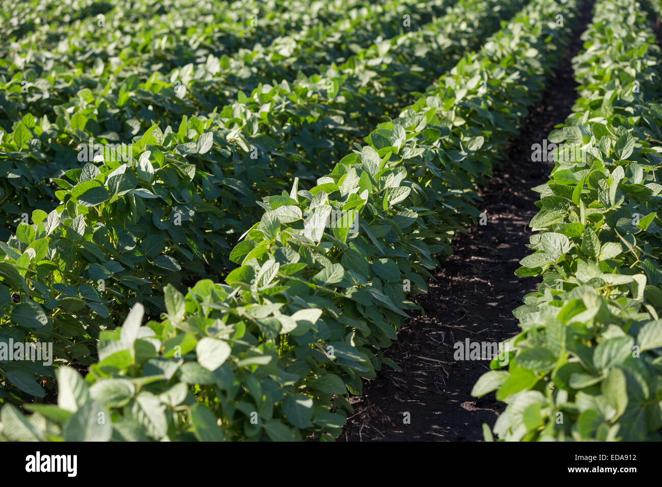 Rows of young soybean plants in a field Stock Photo - Alamy