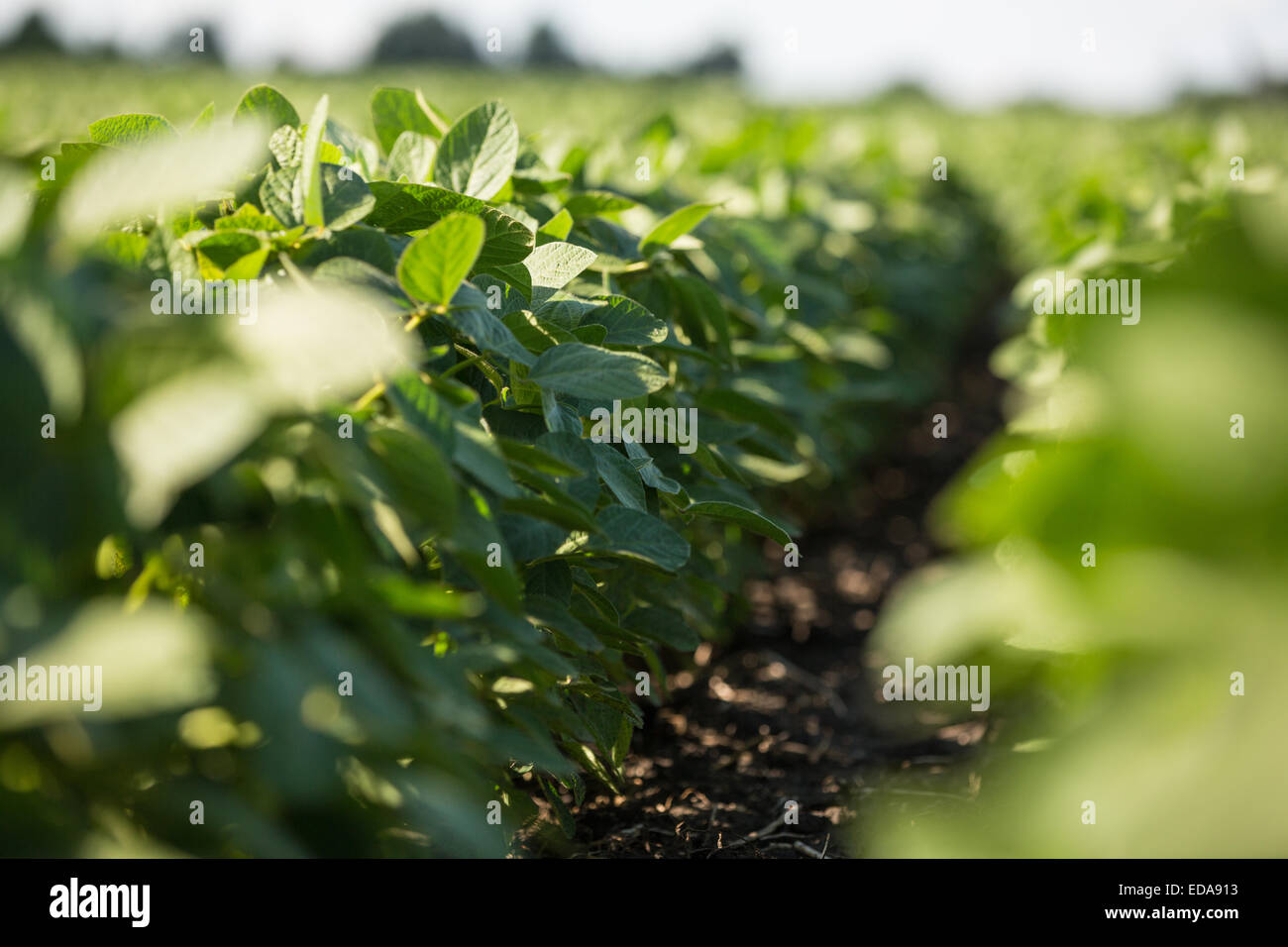 Rows of young soybean plants in a field Stock Photo - Alamy
