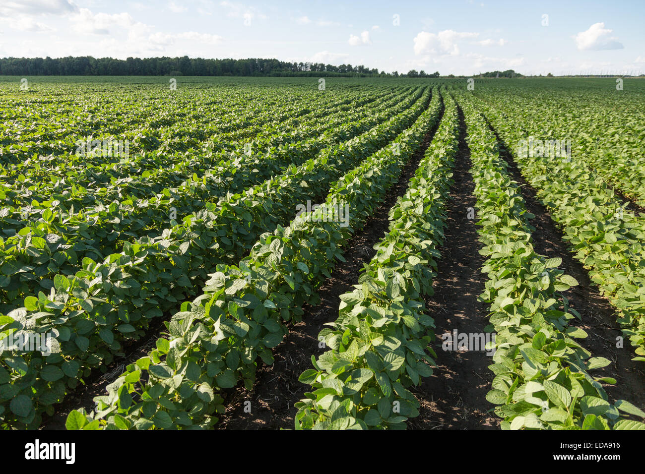 Rows of young soybean plants in a field Stock Photo - Alamy