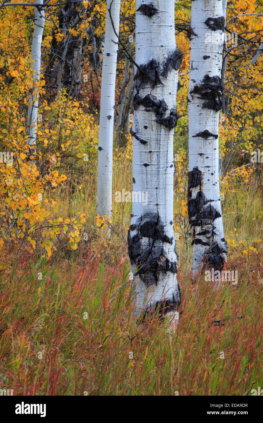 Aspen trees jackson hole wyoming hi-res stock photography and images ...