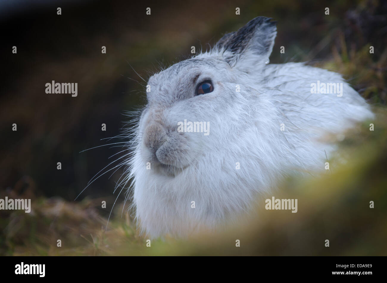 Mountain Hare (Lepus timidus Stock Photo - Alamy