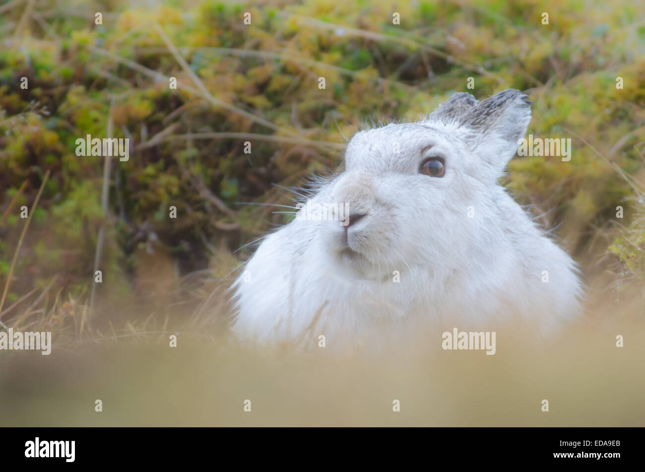 Mountain Hare (Lepus timidus Stock Photo - Alamy