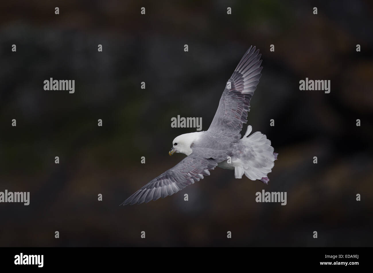 Flying Northern Fulmar (Fulmaris glacialis Stock Photo - Alamy