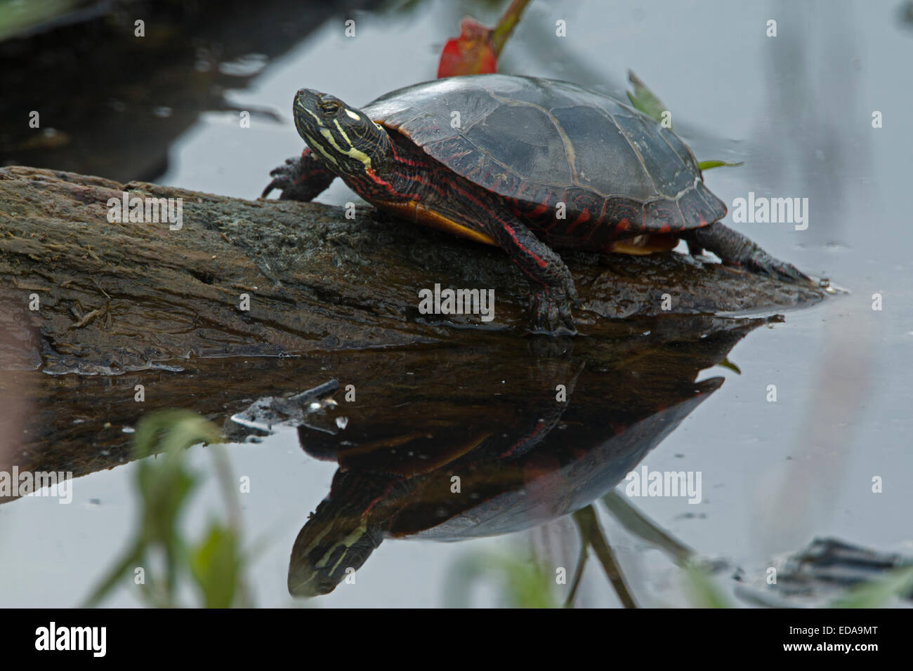 painted turtle. Chrysemys picta, Virginia Stock Photo - Alamy