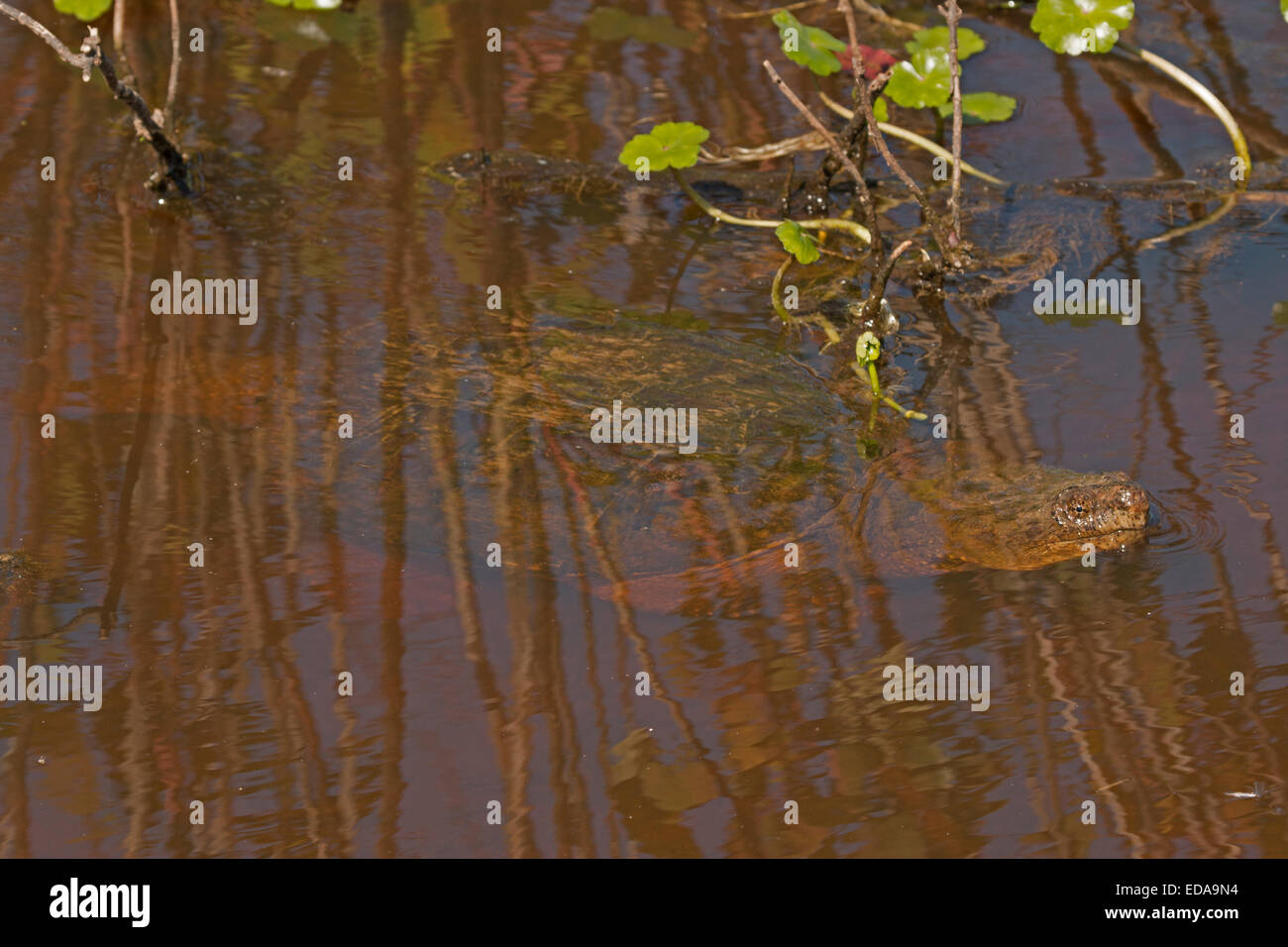 snapping turtle, Chelydra serpentina, Virginia Stock Photo - Alamy
