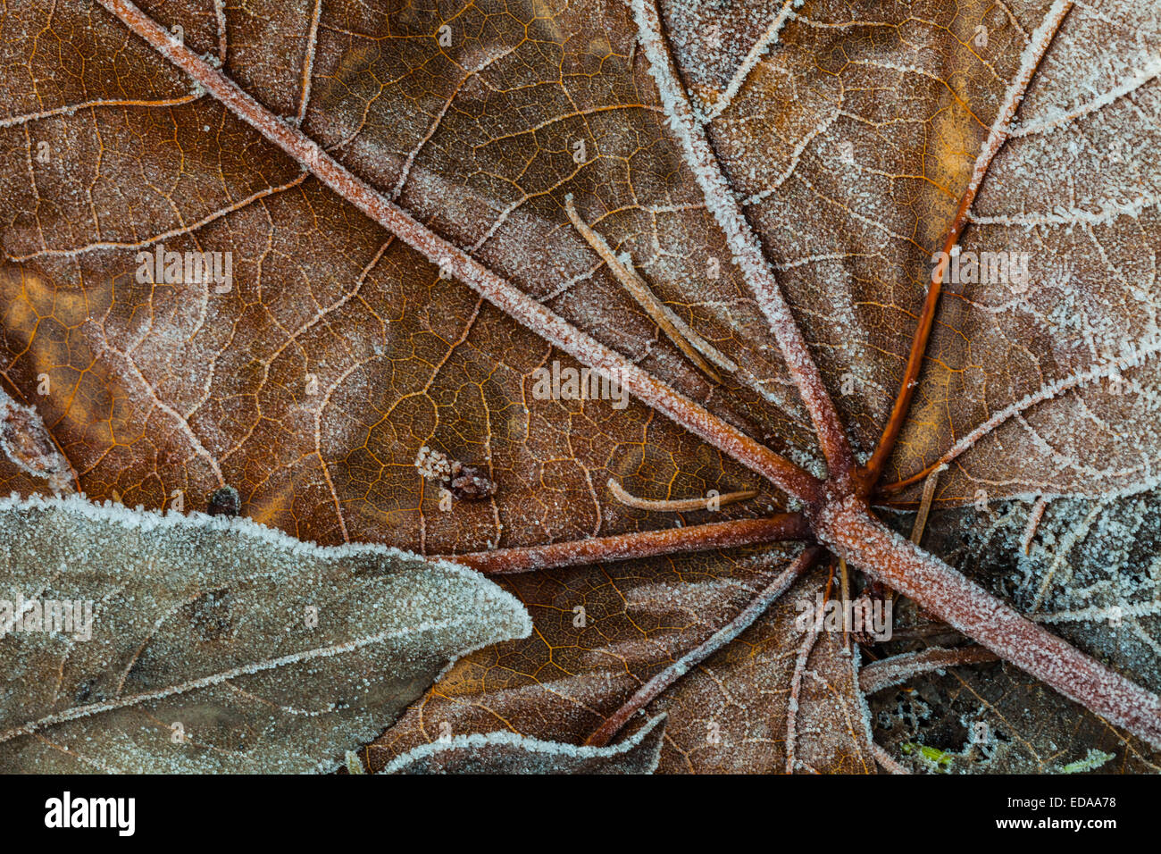 Underside of a decaying Maple leaf with frost Stock Photo - Alamy