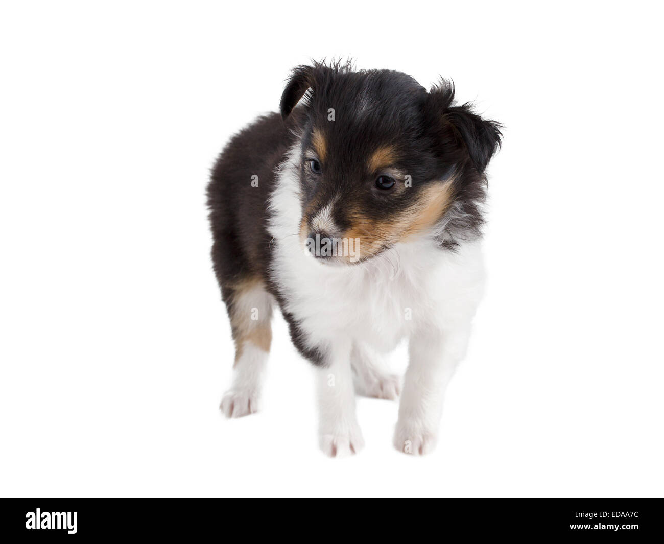 Black sheltie hi-res stock photography and images - Alamy