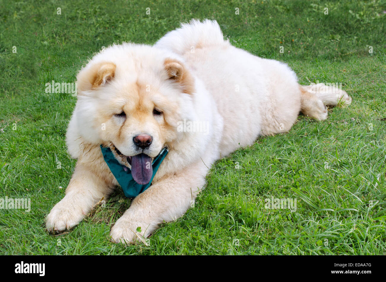 Chow dog hi-res stock photography and images - Alamy