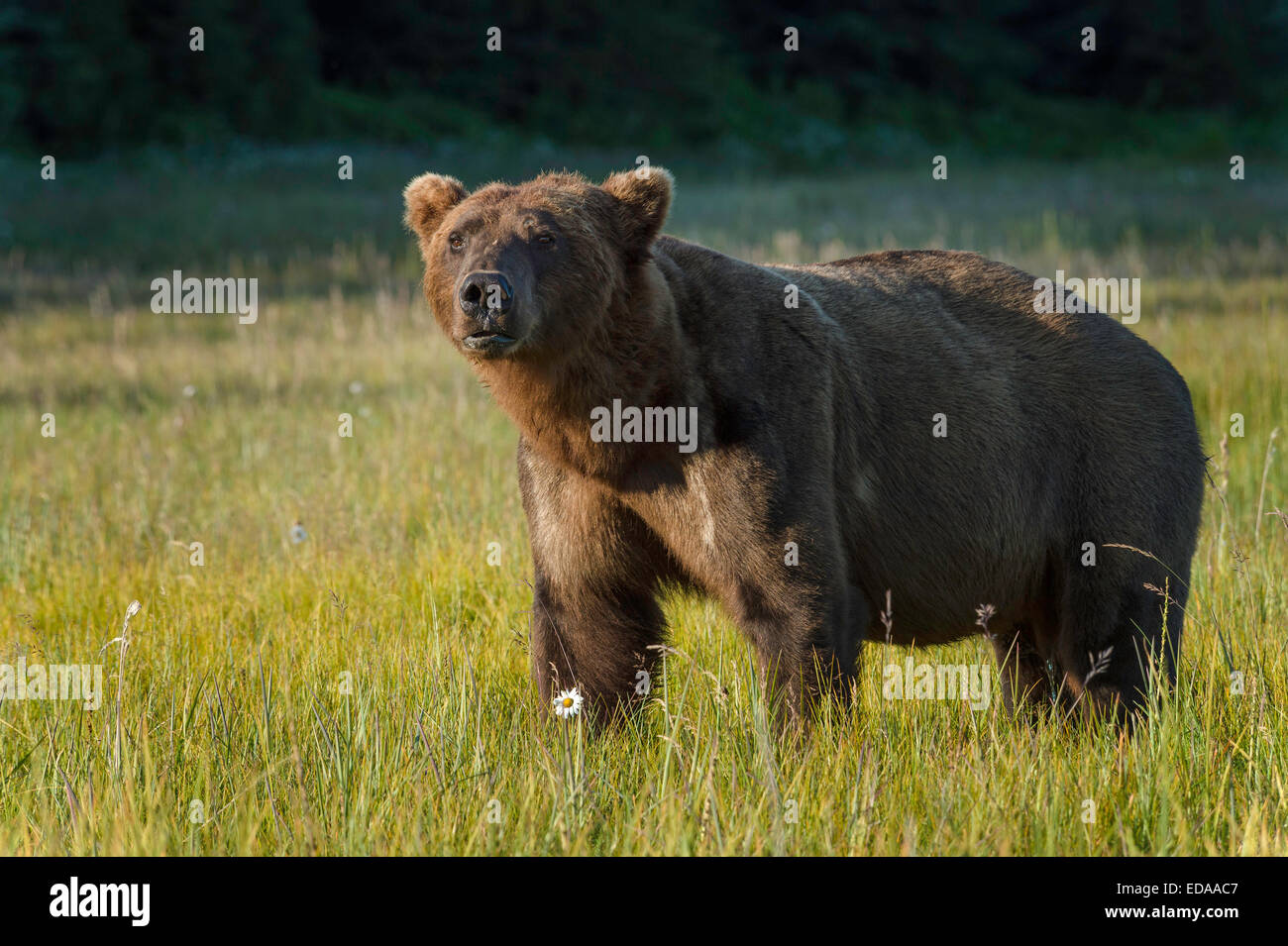 Meado hi-res stock photography and images - Alamy