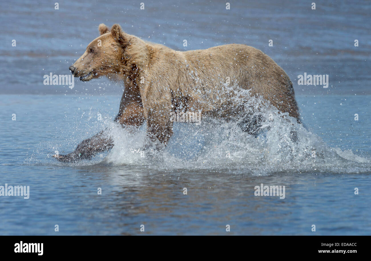 Male Brown Bear running through the water Stock Photo - Alamy