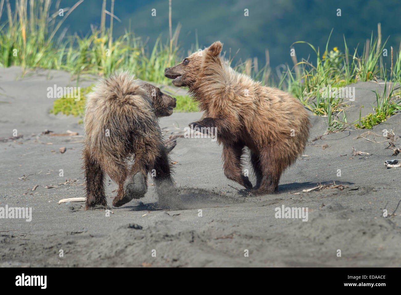 Two Brown Bear Cubs Playing On A Sandy Beach In Lake Clark Alaska