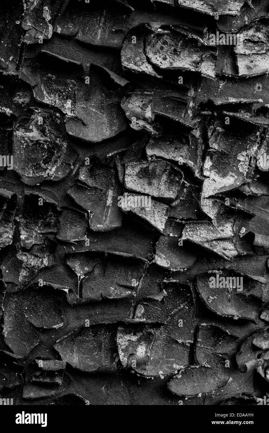 Tree bark peeling Black and White Stock Photos & Images - Alamy