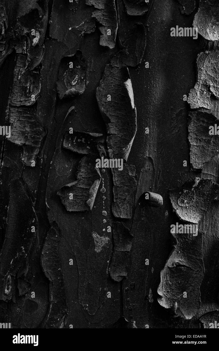 Tree bark peeling Black and White Stock Photos & Images - Alamy