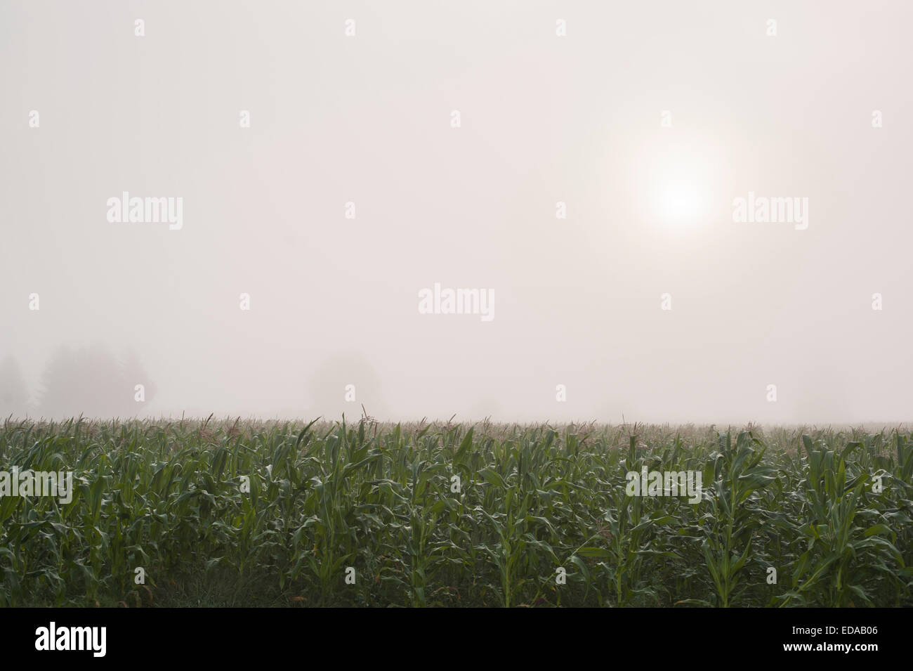 You pick corn field sunrise in fog Stock Photo - Alamy