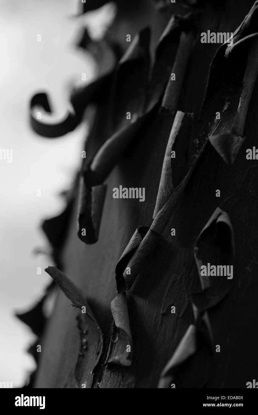Tree bark peeling Black and White Stock Photos & Images - Alamy