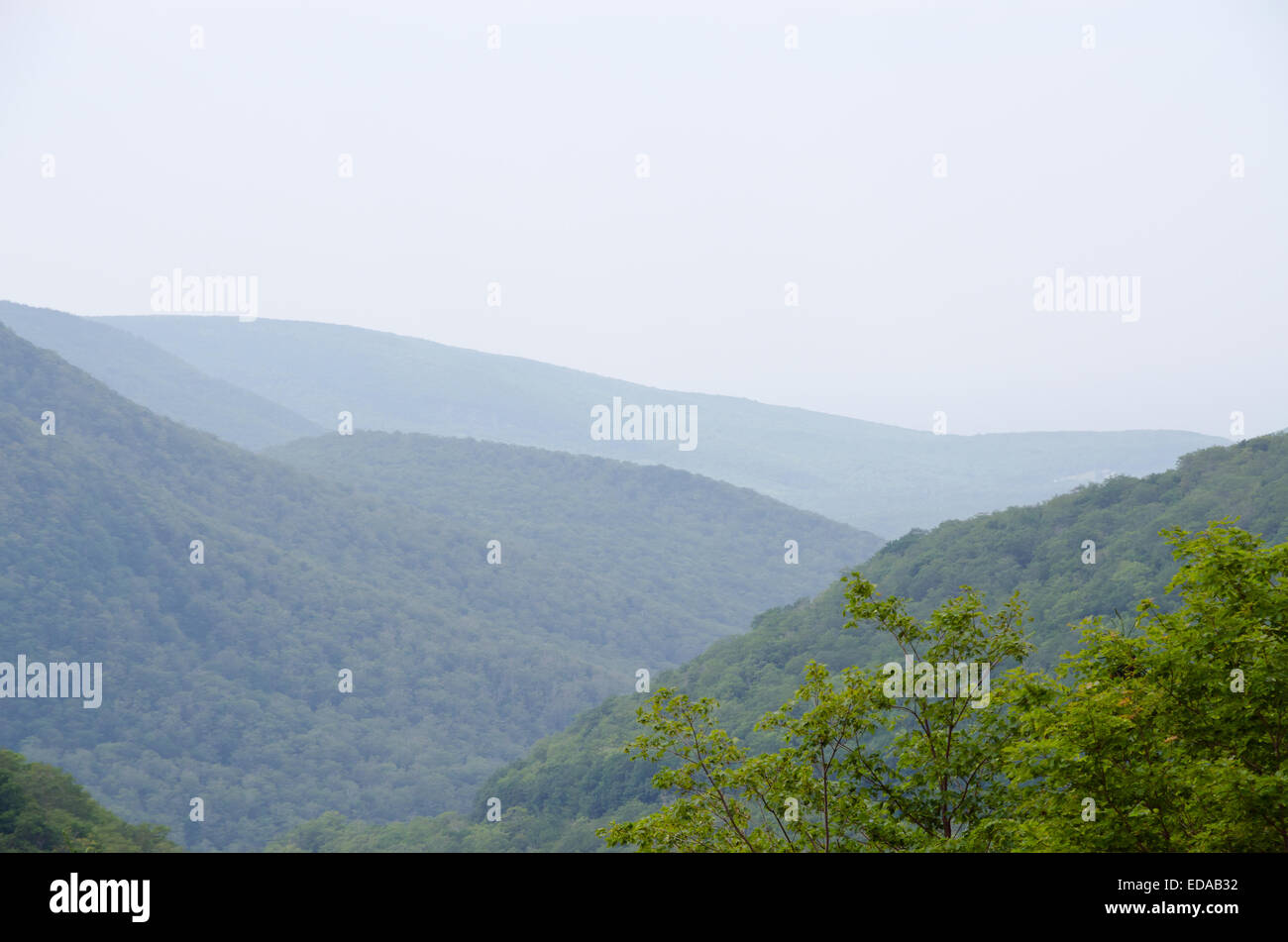 Spruce forest in the Cape Breton Highlands National Park Stock Photo ...