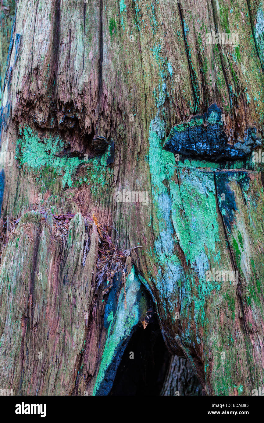 Decaying stump of a Cedar tree with springboard notches from early ...