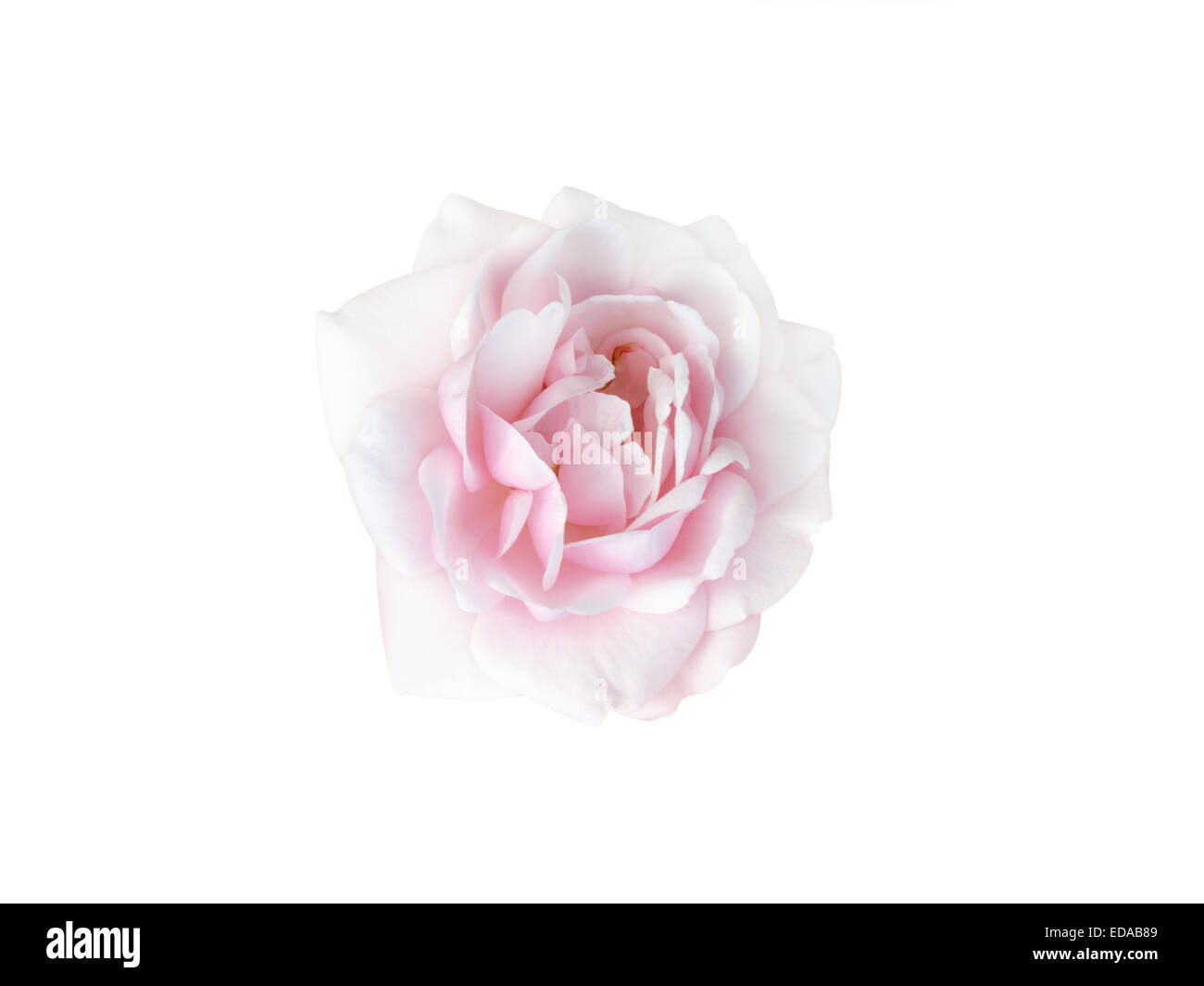 bright beautiful pink rose Stock Photo - Alamy