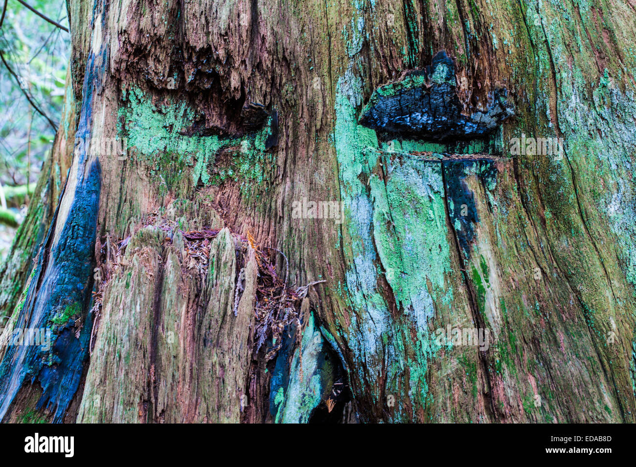 Decaying stump of a Cedar tree with springboard notches from early ...