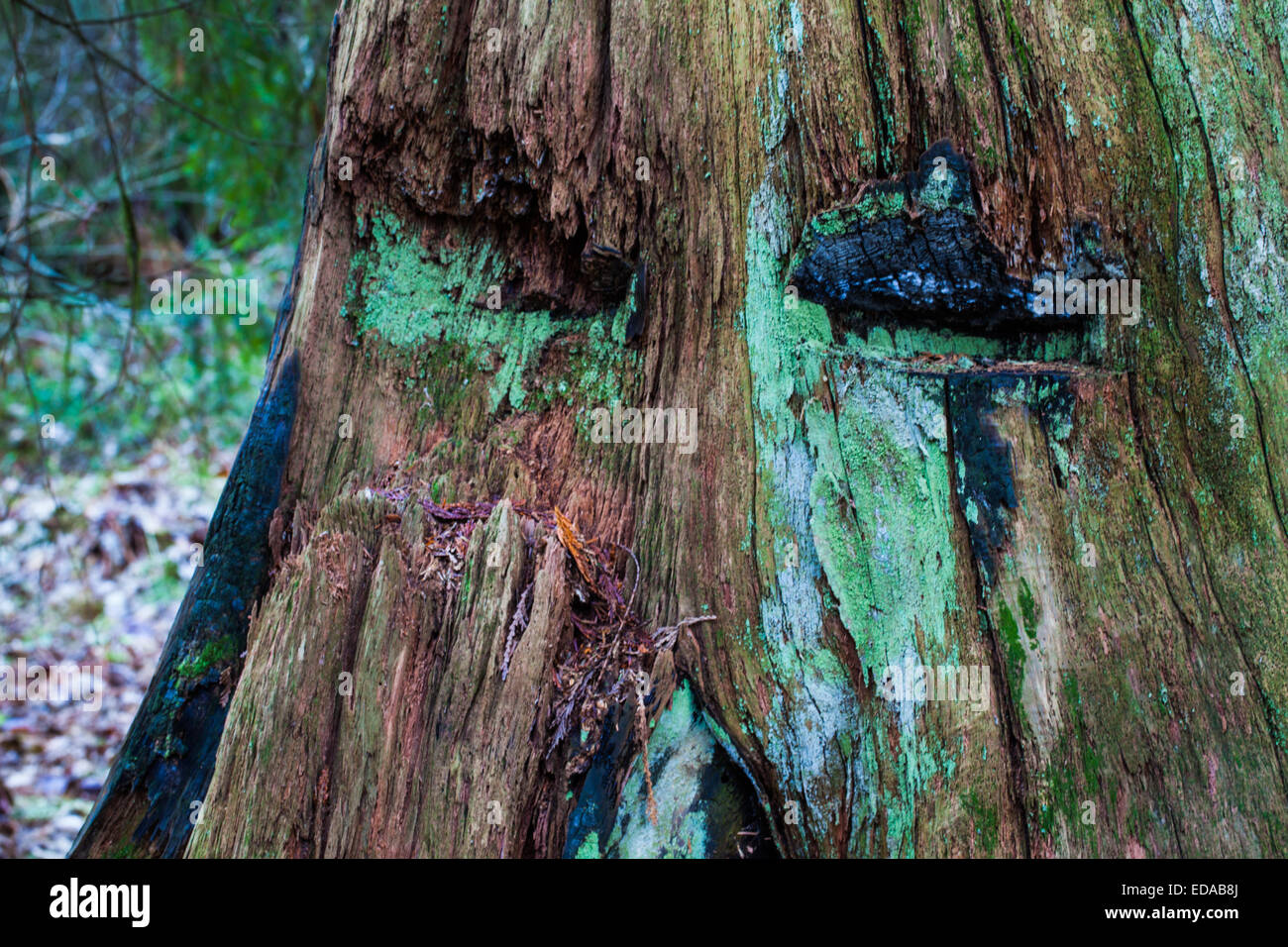 Decaying stump of a Cedar tree with springboard notches from early ...