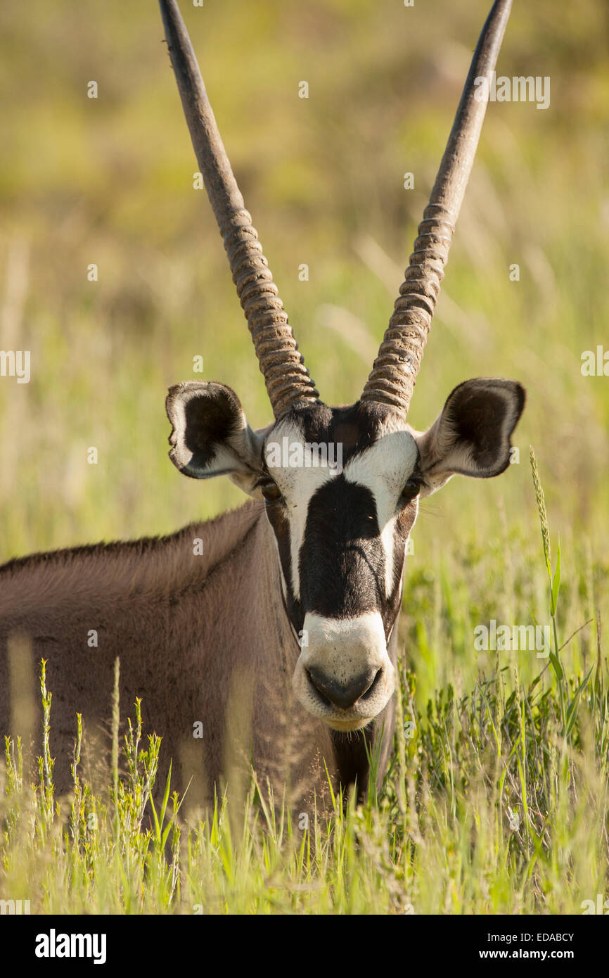 Southern Oryx High Resolution Stock Photography and Images - Alamy