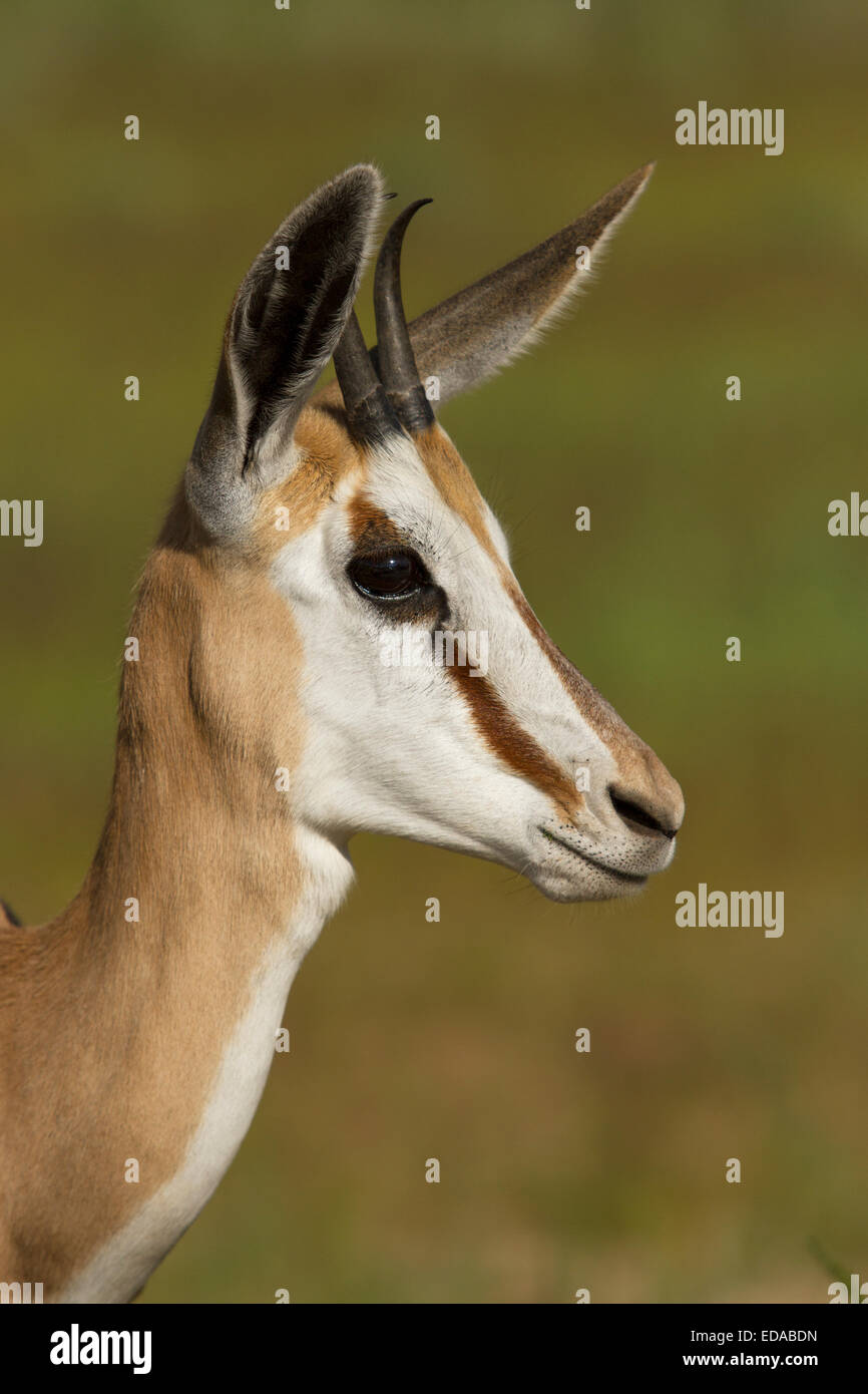 A portrait of the iconic springbok antelope Stock Photo - Alamy