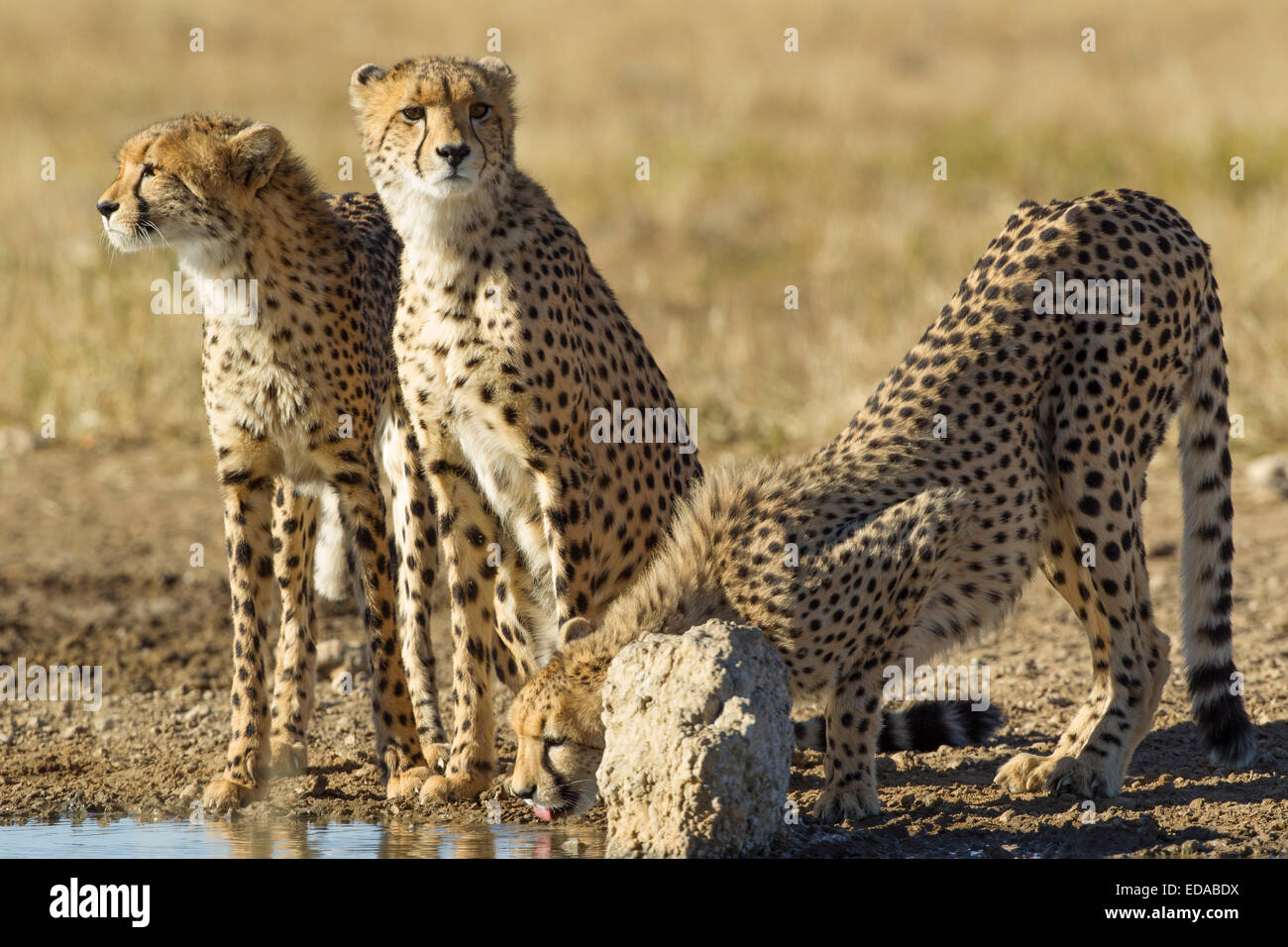 Three cheetah drinking from a waterhole in the Kgalagadi Transfrontier ...