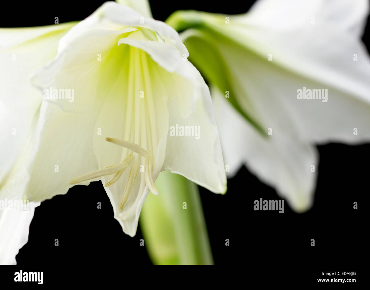 Bud amaryllis hi-res stock photography and images - Alamy