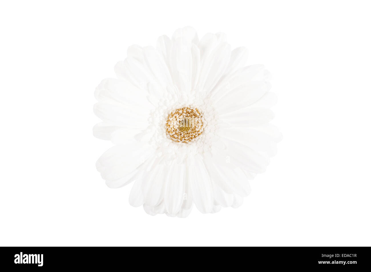 Close up of a beautiful white flower isolated Stock Photo - Alamy