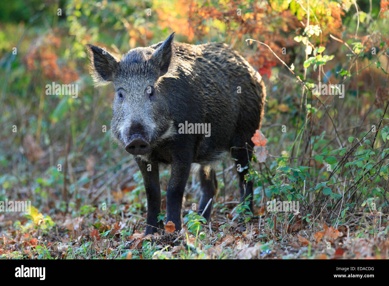 Wild Boar in Forest of Dean Stock Photo - Alamy