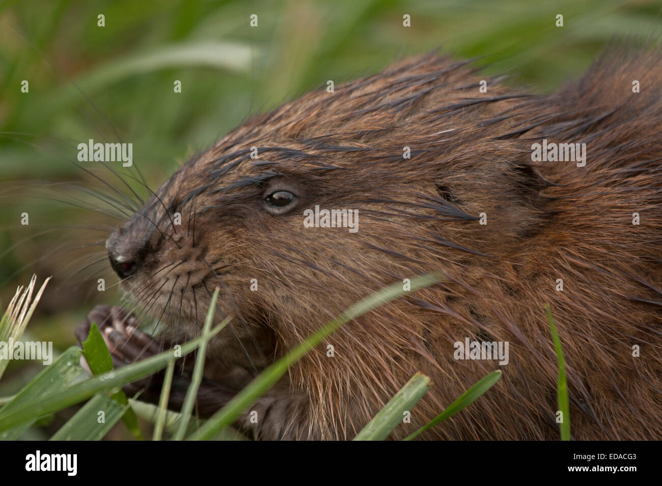 muskrat (Ondatra zibethicus),New York Stock Photo - Alamy