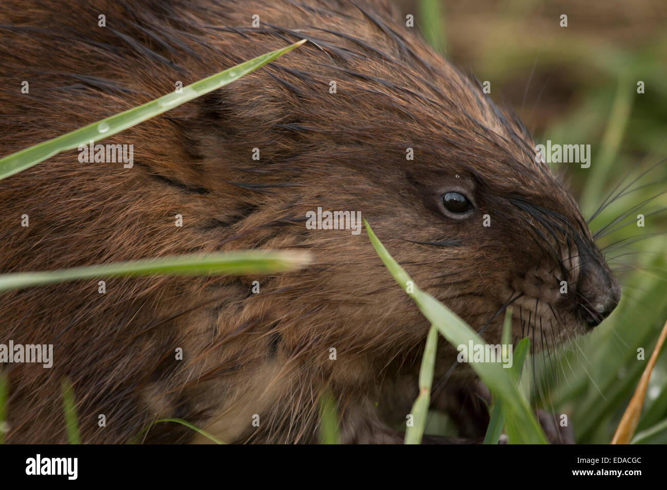 muskrat (Ondatra zibethicus),New York Stock Photo - Alamy