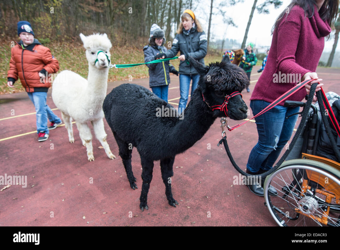 Cham, Germany. 9th Dec, 2014. The Alpacas 'Poldi' and 'Max' are lead by ...