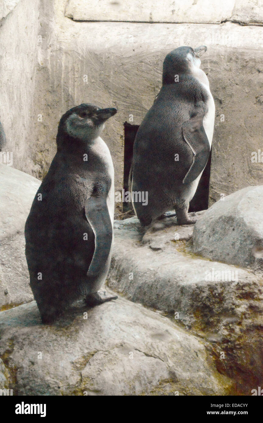 Pinwing hi-res stock photography and images - Alamy