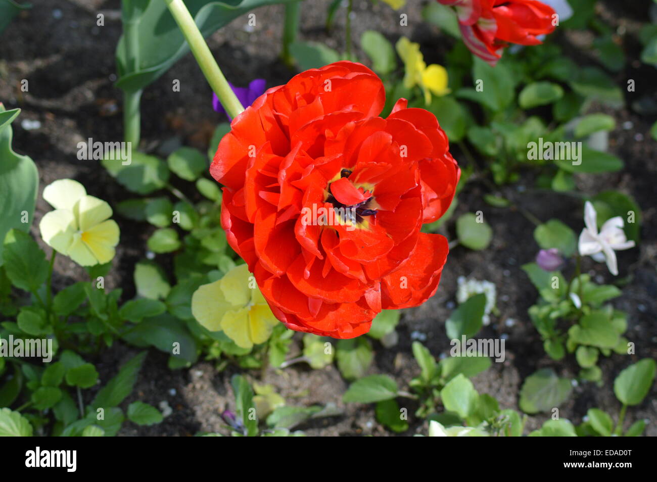 Poppy like flower hi-res stock photography and images - Alamy