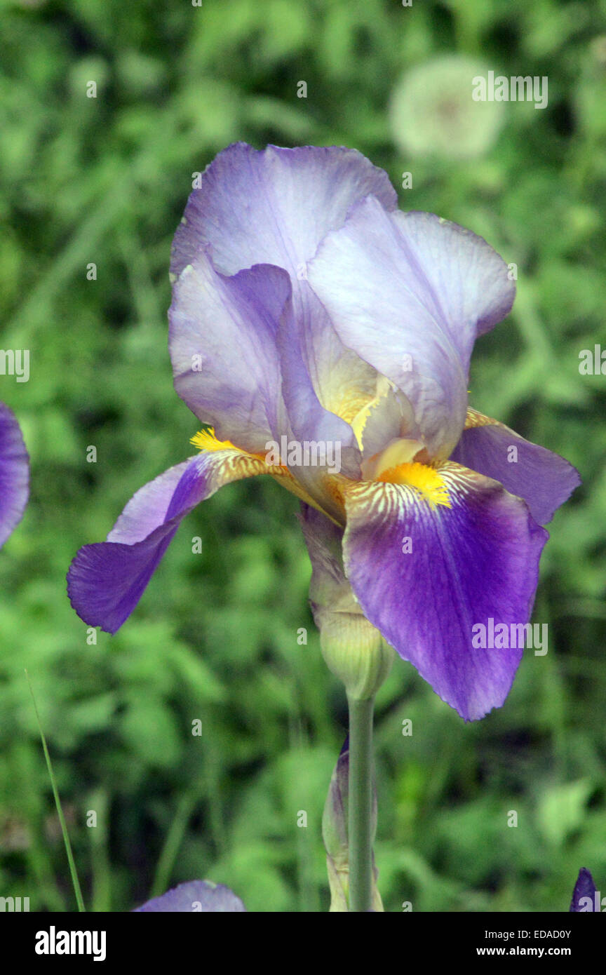 The Iris flower in the garden Beauty Summer day Stock Photo - Alamy
