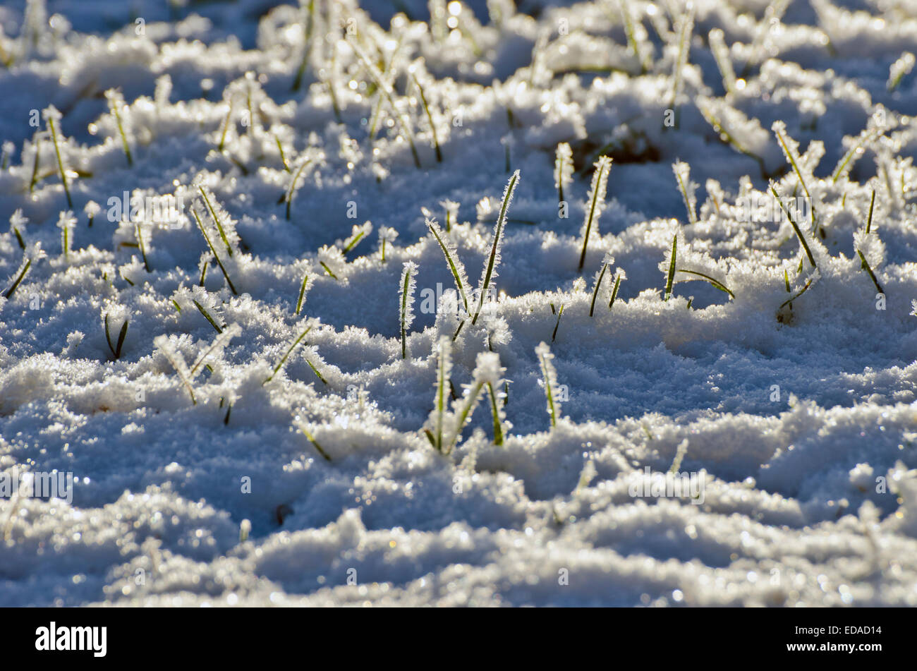 Fresh winter hi-res stock photography and images - Alamy