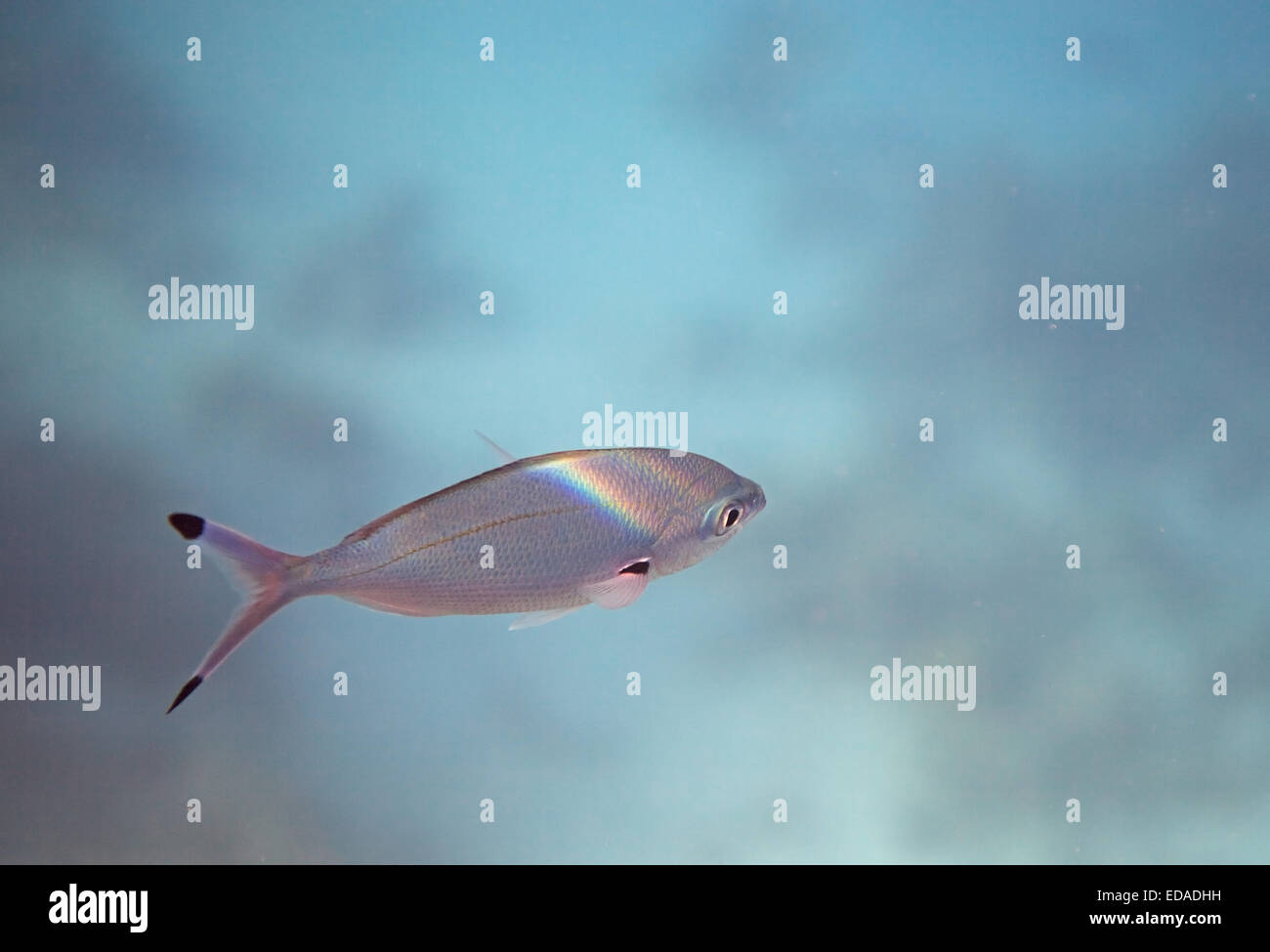 Suez fusilier hi-res stock photography and images - Alamy