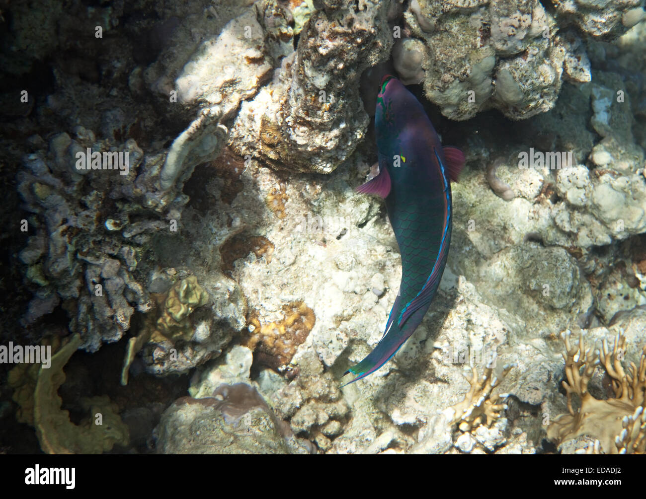 Fish red sea swims underwater life coral flora fauna hi-res stock ...