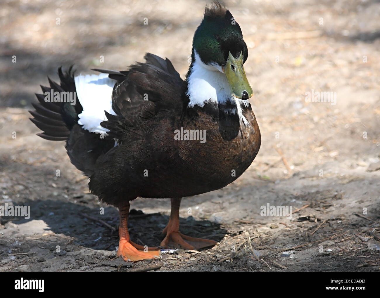 A duck is grey Stock Photo - Alamy