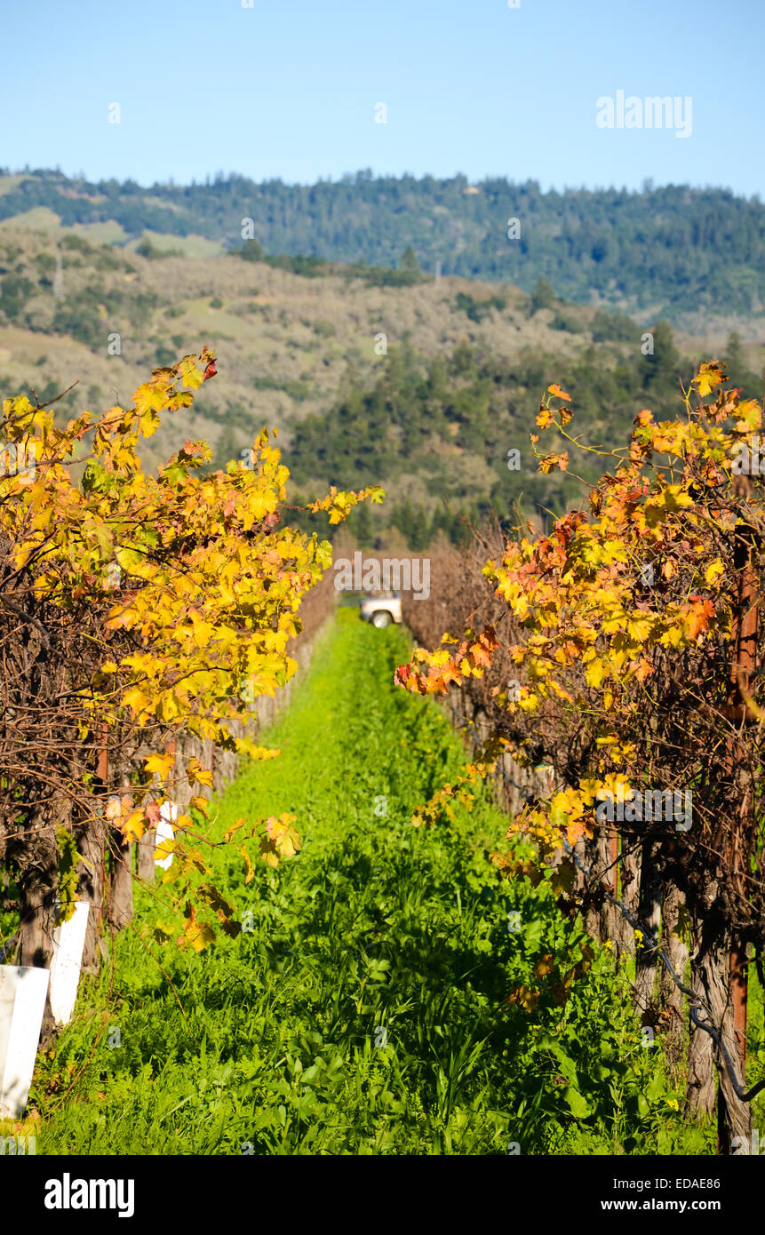 Vine field hi-res stock photography and images - Alamy