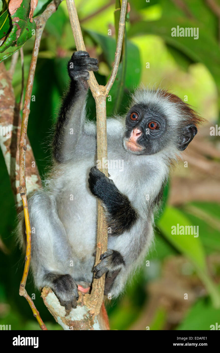 Endangered Zanzibar red colobus monkey (Procolobus kirkii), Jozani ...
