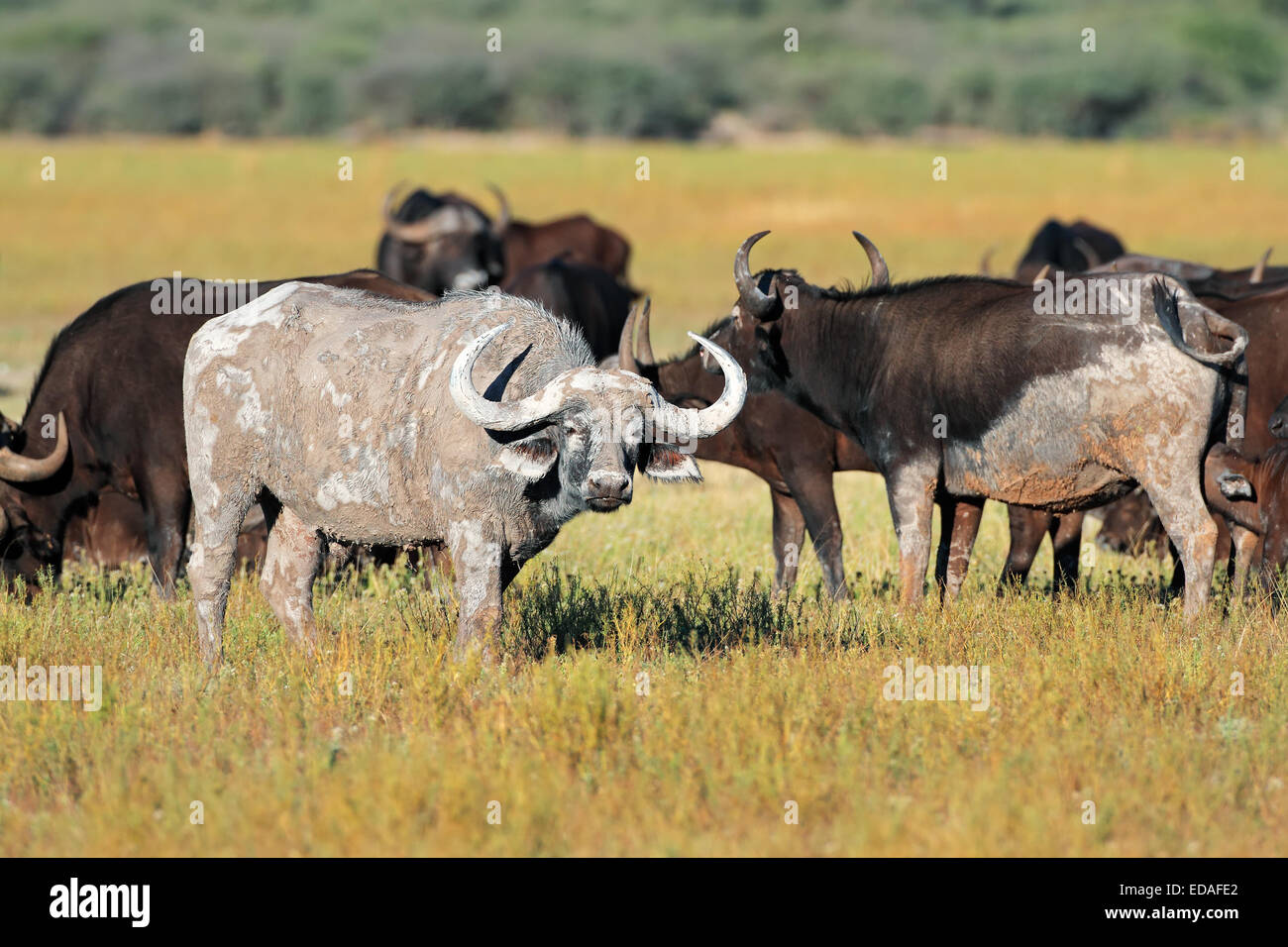Buffaloes hi-res stock photography and images - Alamy