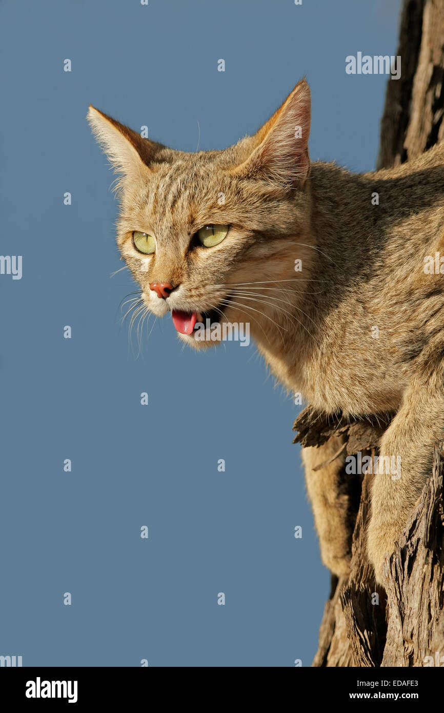 Portrait of an African wild cat (Felis silvestris lybica) sitting in a ...