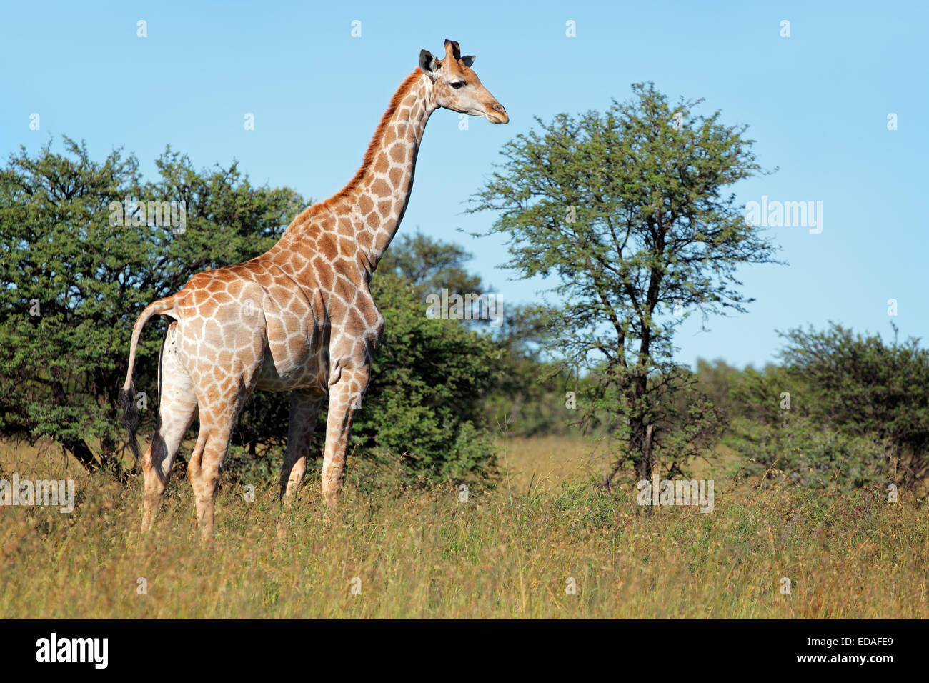 Giraffe in nature hi-res stock photography and images - Alamy