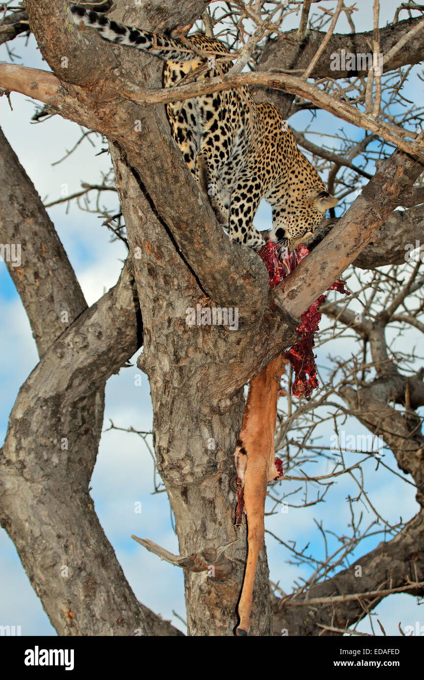 A leopard (Panthera pardus) with its impala antelope prey in a tree ...