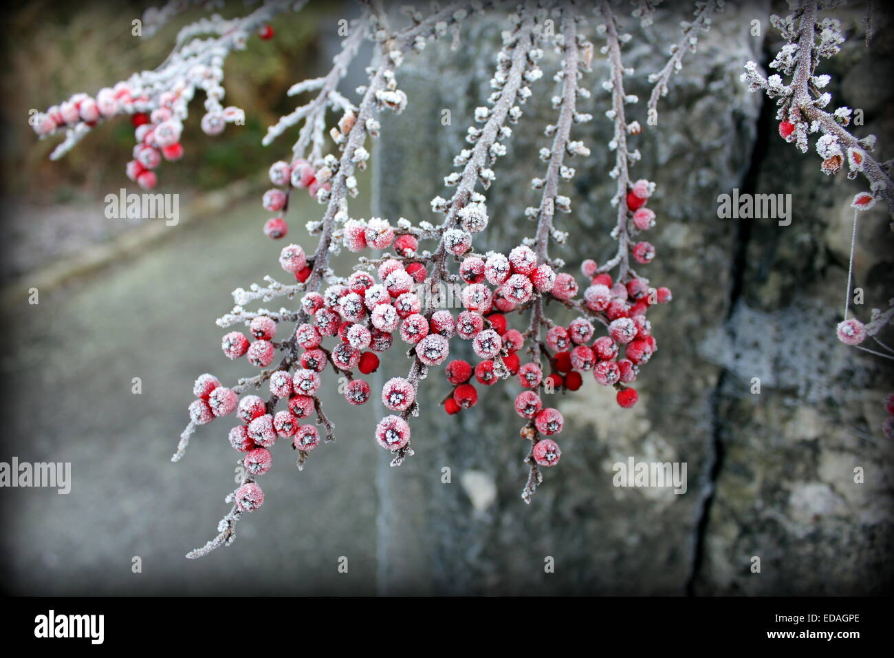 Freezing berries for the winter hi-res stock photography and images - Alamy
