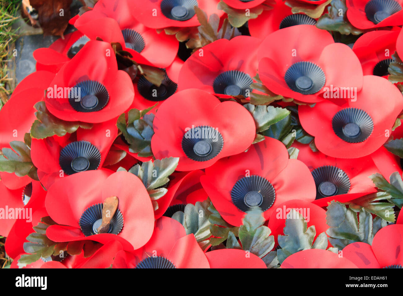 Poppy remembrance anzac day world war 1 Stock Photo - Alamy