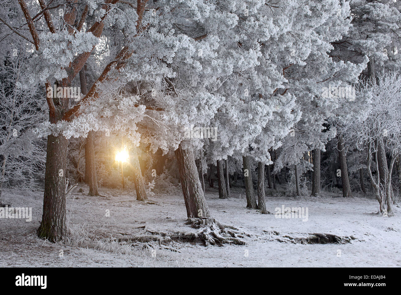 Winter Forest Landscape Stock Photo - Alamy