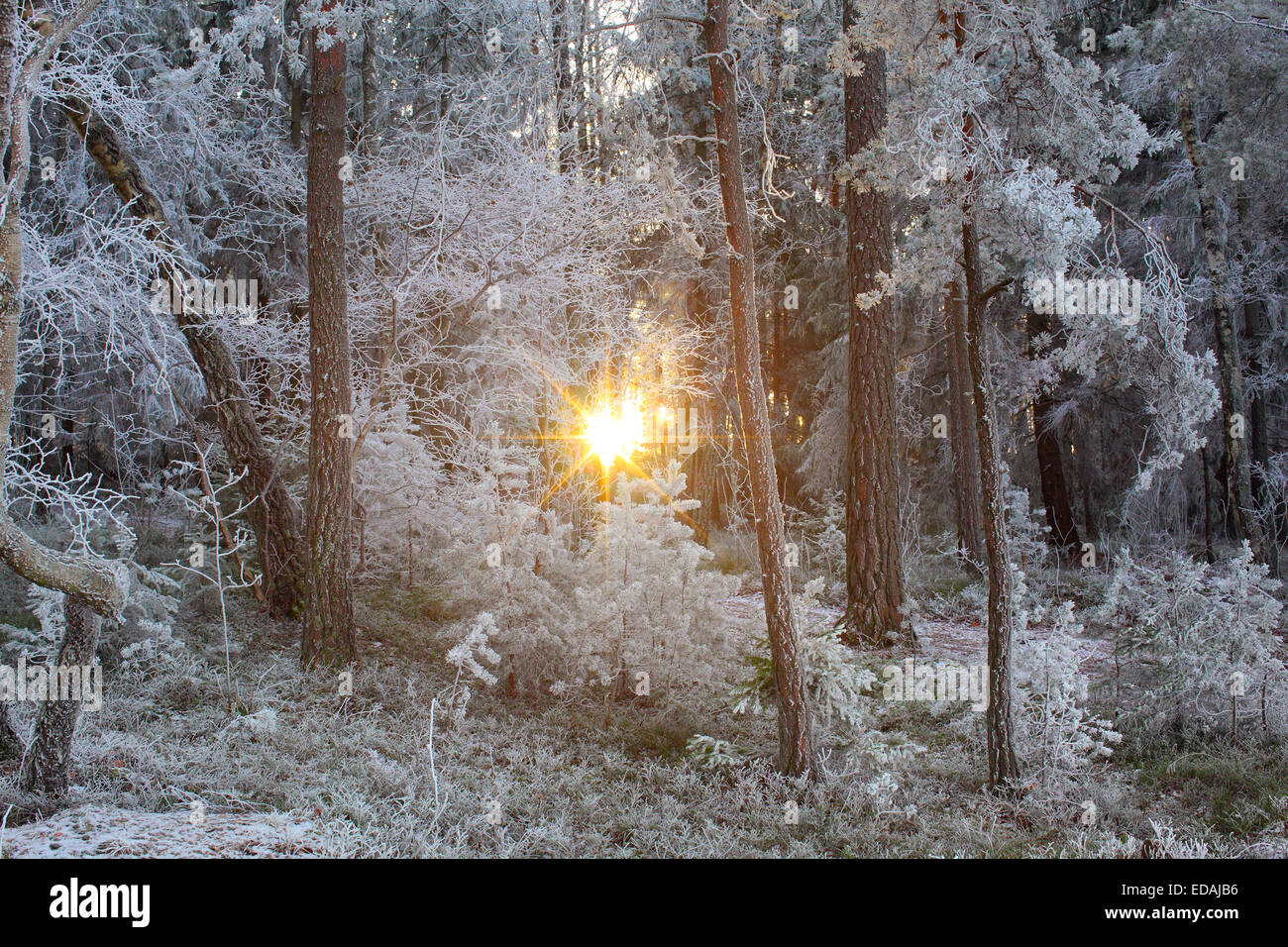 Winter Forest Landscape Stock Photo - Alamy